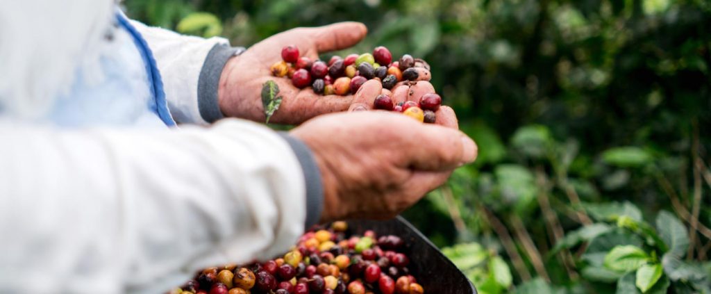 Visit the Coffee Lab – Langdon Coffee Merchants